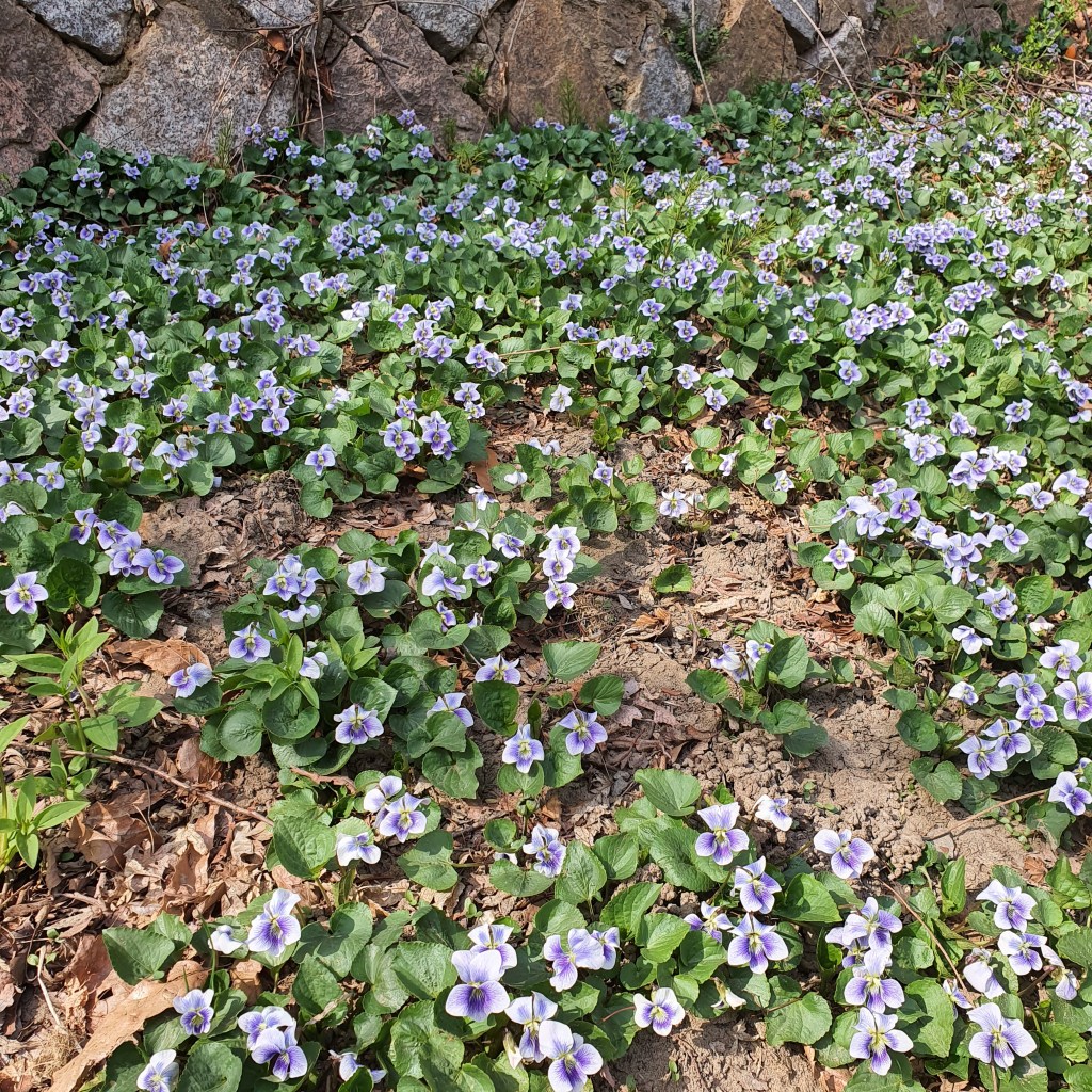 My Side of the Mountain (April Changing Seasons) – A Wonderful Sheep