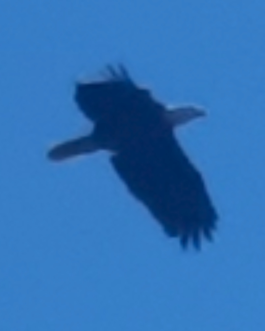 March in Bald Eagles – A Wonderful Sheep